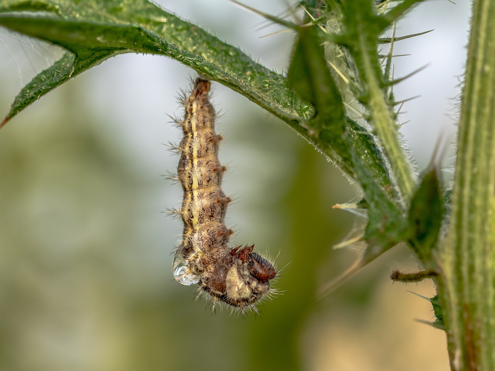Metamorphose als Prinzip der Identitätsentfaltung - Daniel Börnert ...